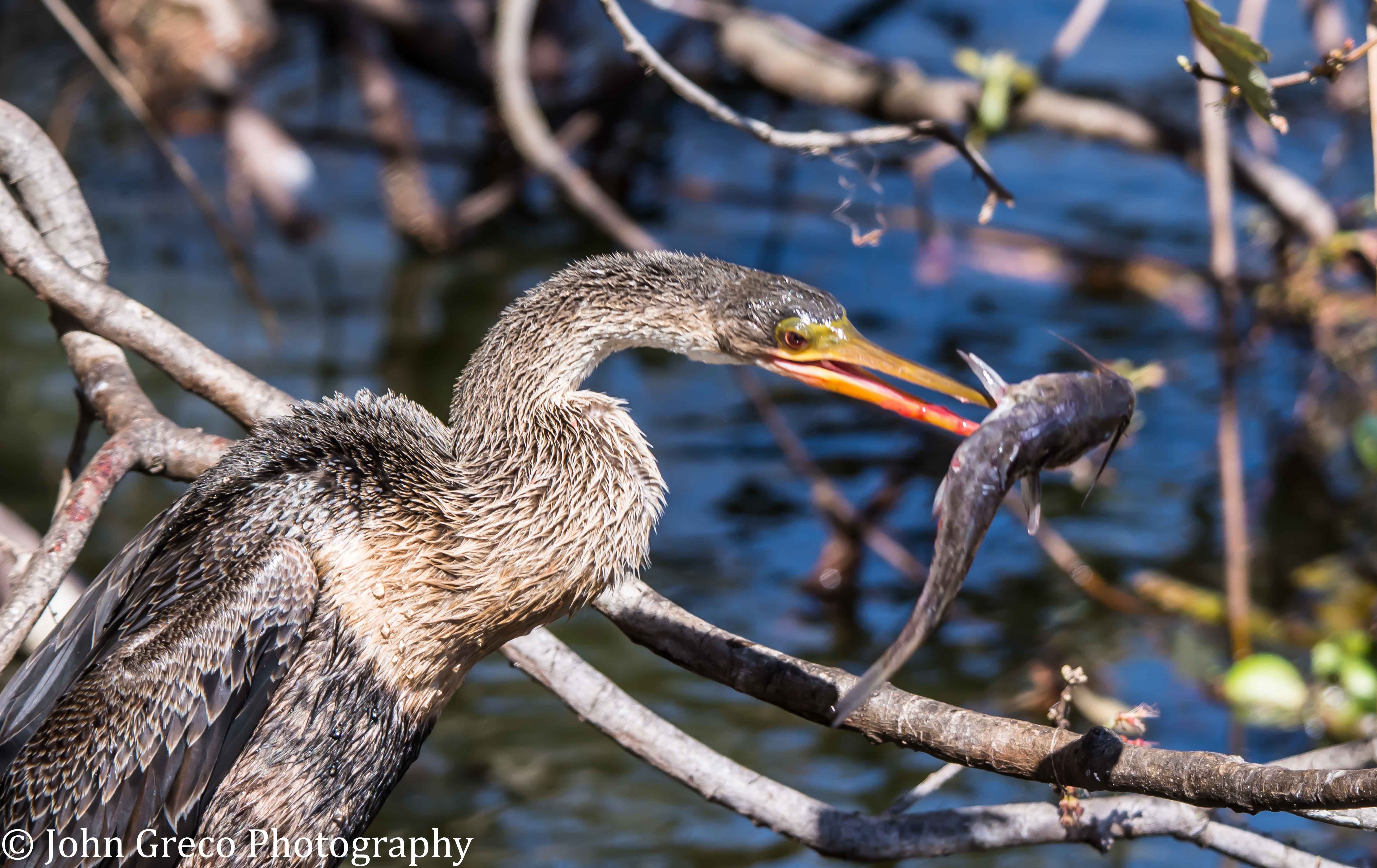 Photographing at Circle B Bar Reserve – John Greco Author/Photographer