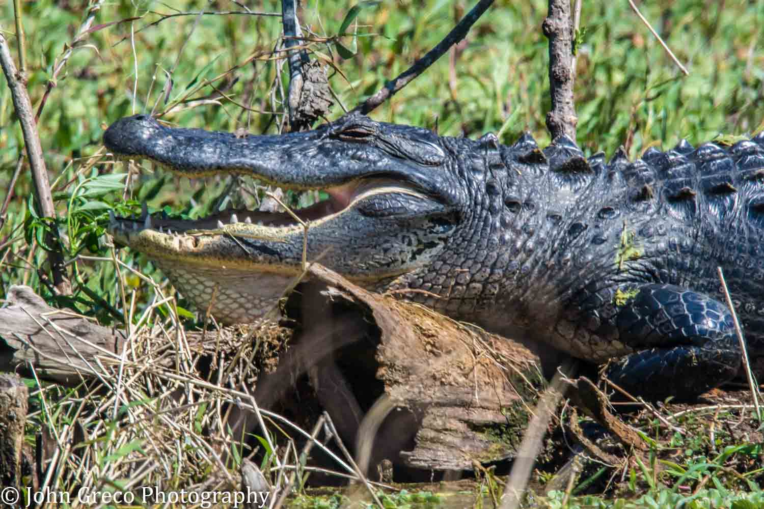 Gator Country – John Greco Author/Photographer